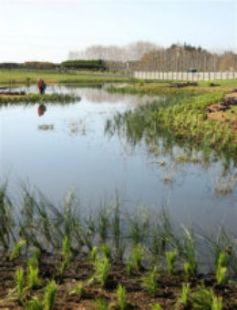 Gallery | Native Solutions | Canterbury | Forestry | Planting