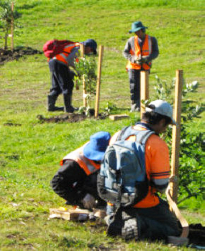 Gallery | Native Solutions | Canterbury | Forestry | Planting