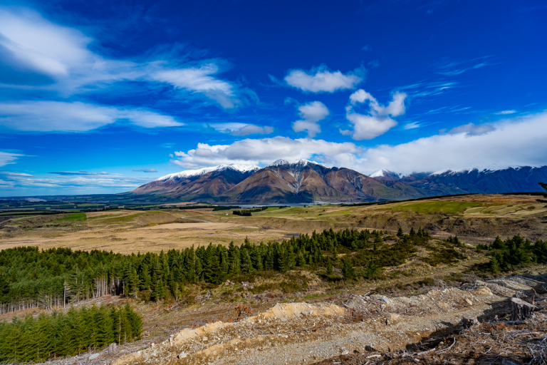 Forestry Landscaping | Forestry Planting | Native Trees | NZ